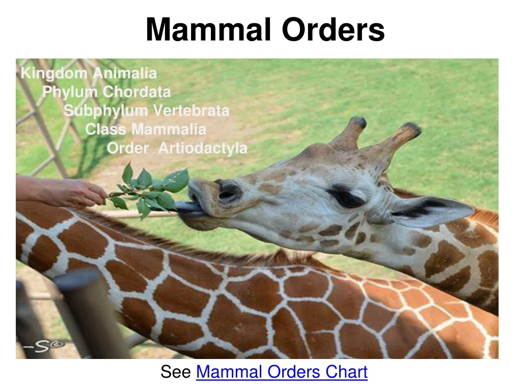 Ppt Mammal Orders Powerpoint Presentation Free Download Id8904666