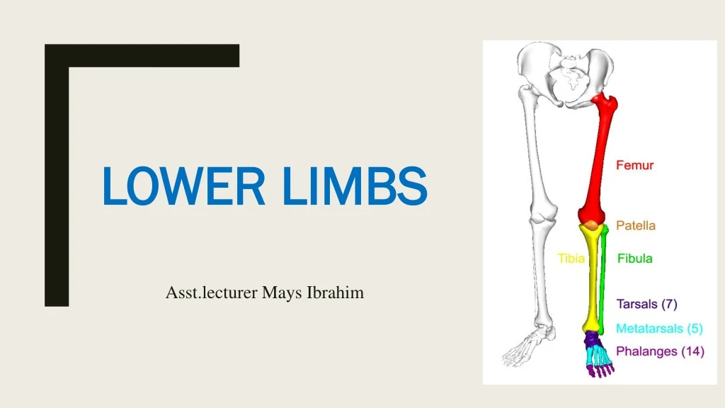 PPT - Lower limbs PowerPoint Presentation, free download - ID:8906004