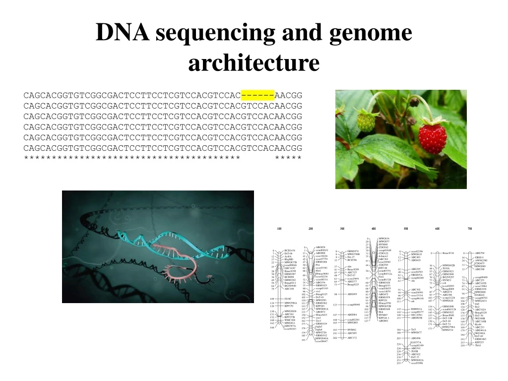PPT - DNA sequencing and genome architecture PowerPoint Presentation ...
