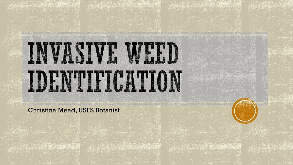 PPT - Invasive Weed Identification PowerPoint Presentation, free ...