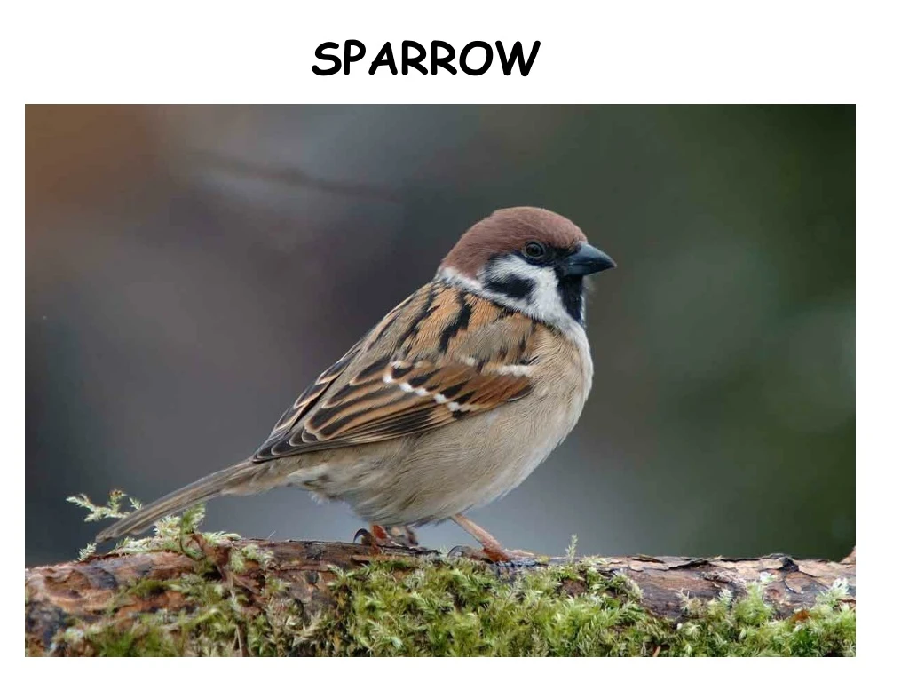 PPT - SPARROW PowerPoint Presentation, free download - ID:8921279