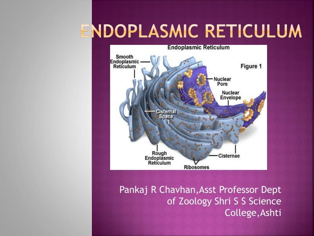PPT - Endoplasmic Reticulum PowerPoint Presentation, free download - ID ...