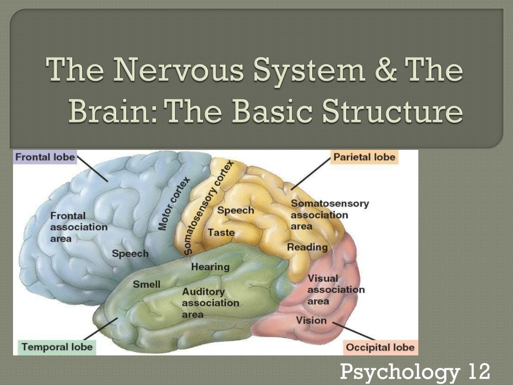 PPT - The Nervous System & The Brain: The Basic Structure PowerPoint ...