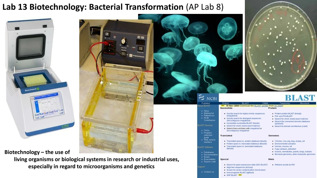PPT - Lab 13 Biotechnology: Bacterial Transformation (AP Lab 8 ...