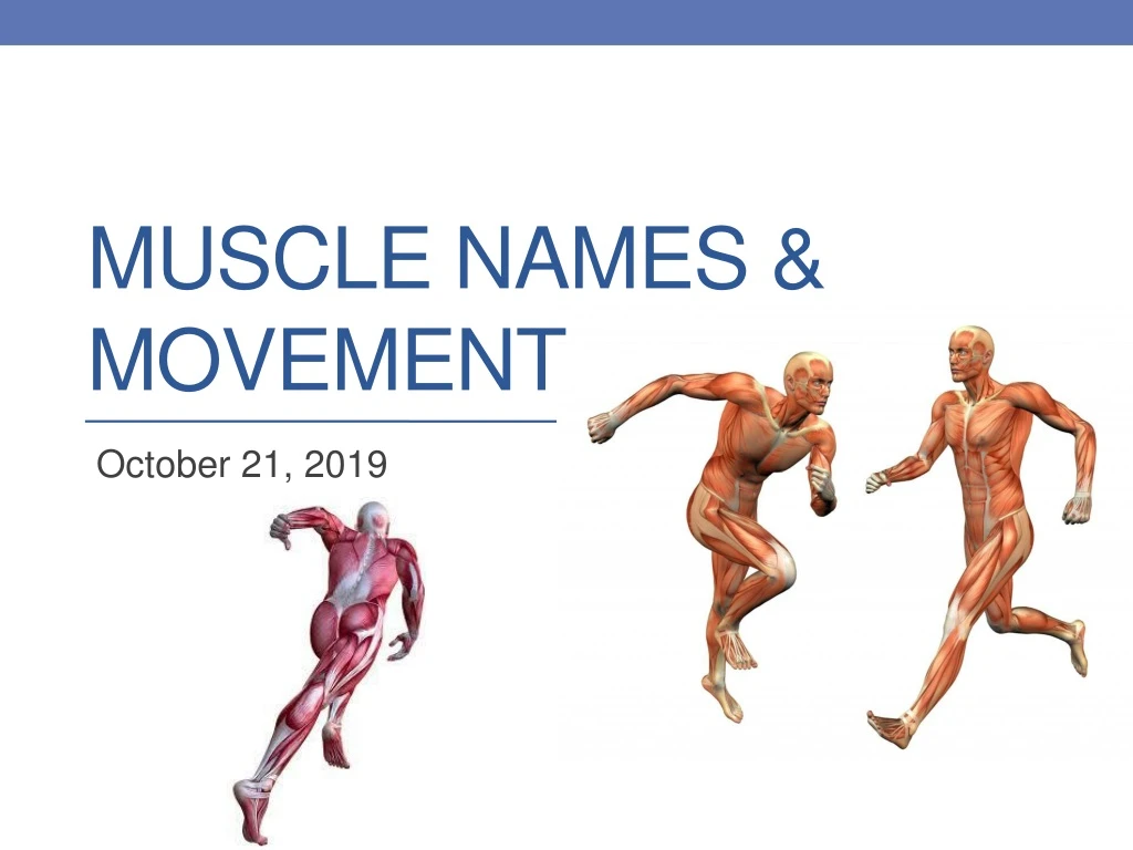 PPT - Muscle Names & Movement PowerPoint Presentation, free download ...
