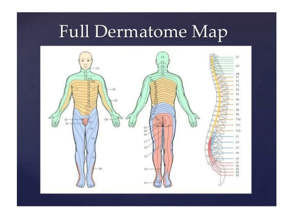 PPT - Nerve innervation diagram PowerPoint Presentation, free download ...