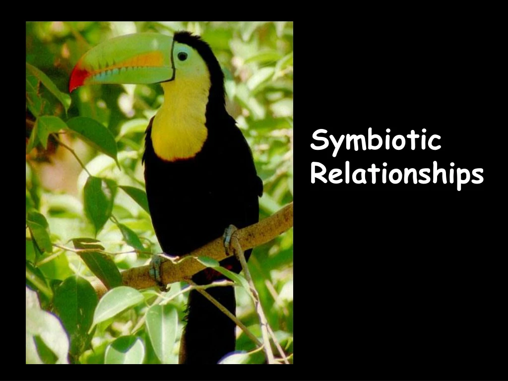 PPT - Symbiotic Relationships PowerPoint Presentation, free download ...