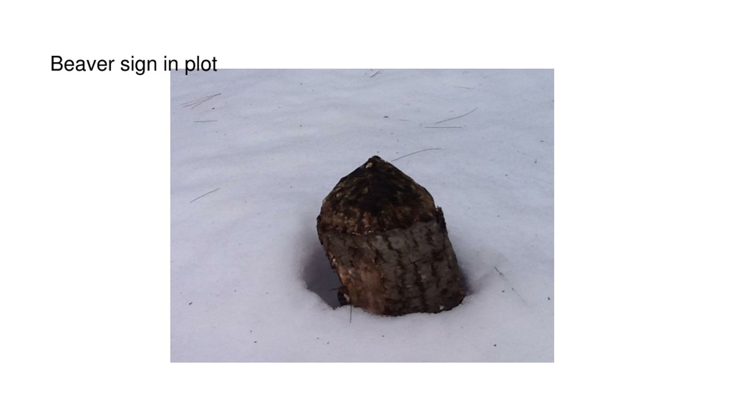 PPT - Harvard Forest Schoolyard Ecology PowerPoint Presentation, free ...