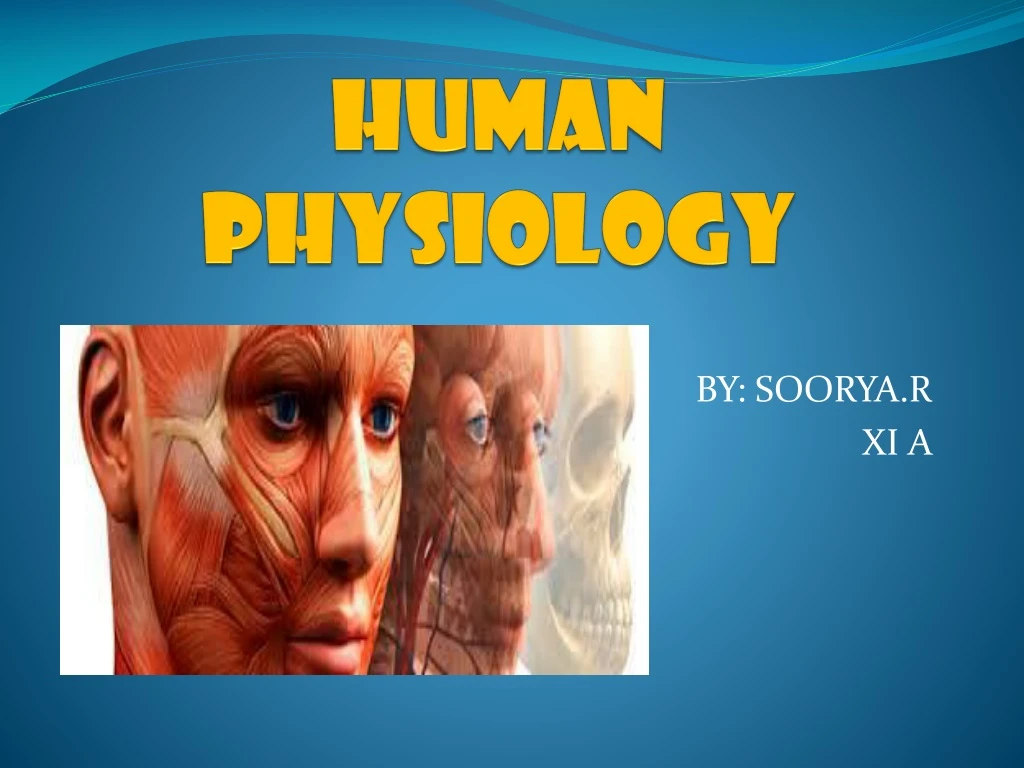 PPT - Human physiology PowerPoint Presentation, free download - ID:8950361