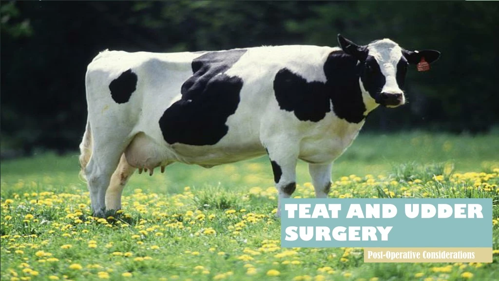 PPT - TEAT AND UDDER SURGERY PowerPoint Presentation, free download ...