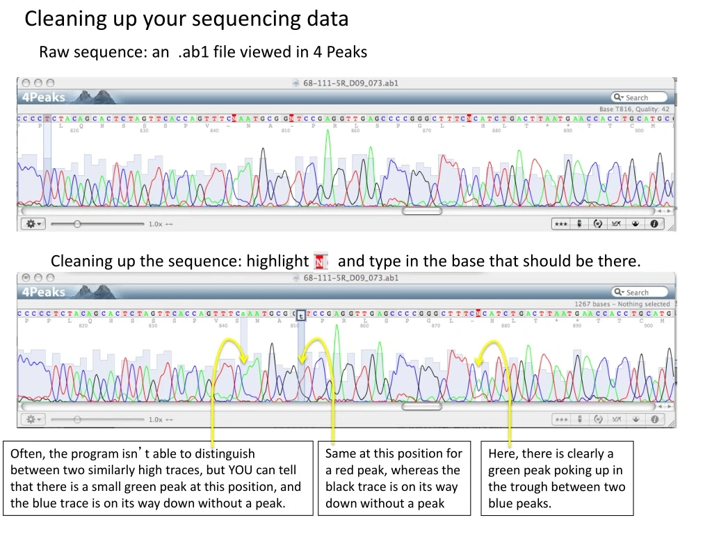 PPT - Raw sequence: an .ab1 file viewed in 4 Peaks PowerPoint ...