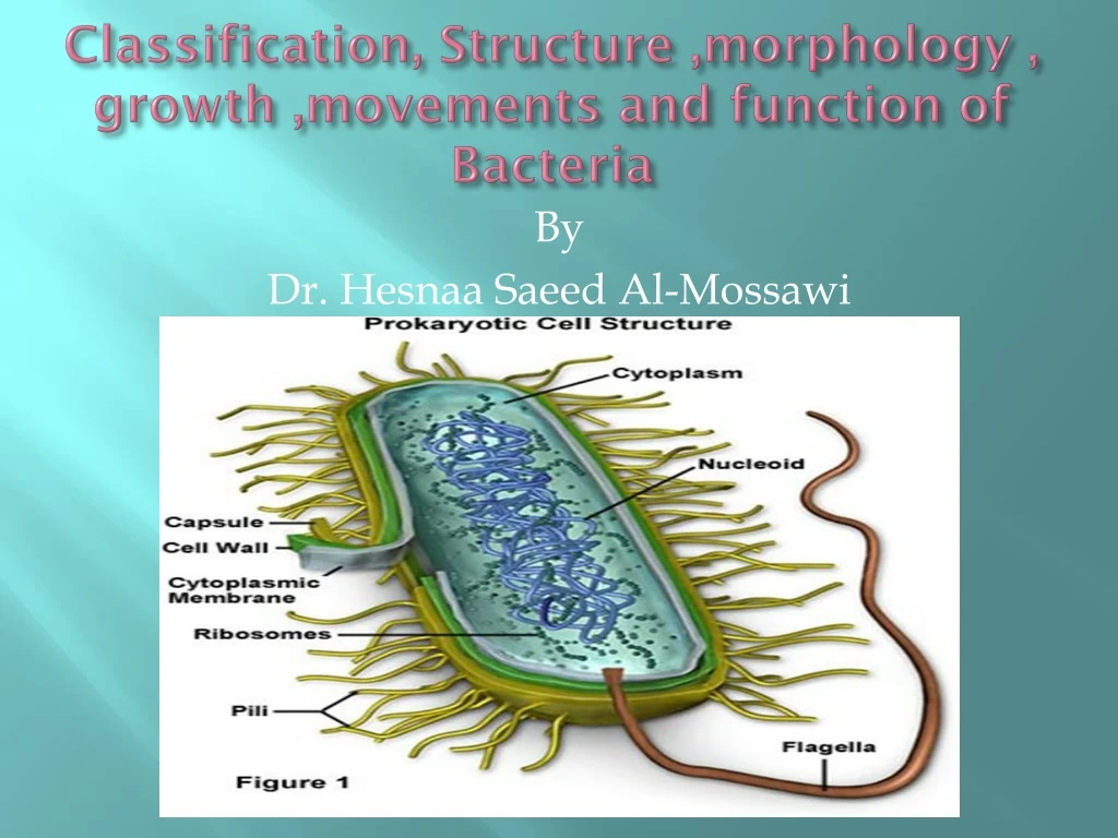 PPT - Classification, Structure ,morphology , growth ,movements and ...