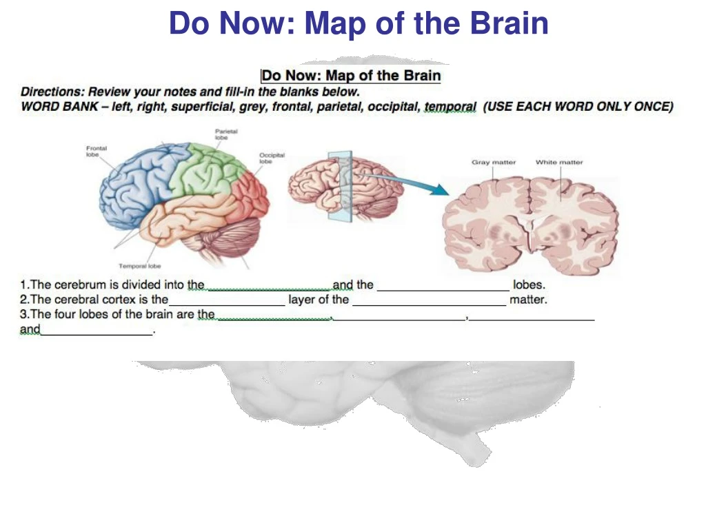 PPT - Do Now: Map of the Brain PowerPoint Presentation, free download ...