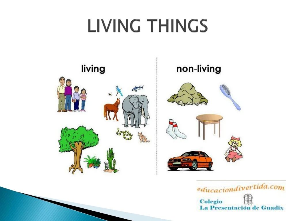 PPT - LIVING THINGS PowerPoint Presentation, free download - ID:8961576