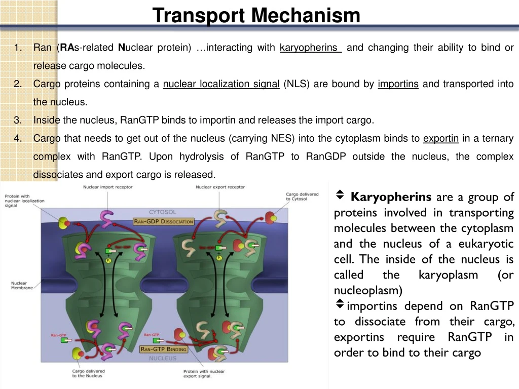 PPT - Transport Mechanism PowerPoint Presentation, free download - ID ...
