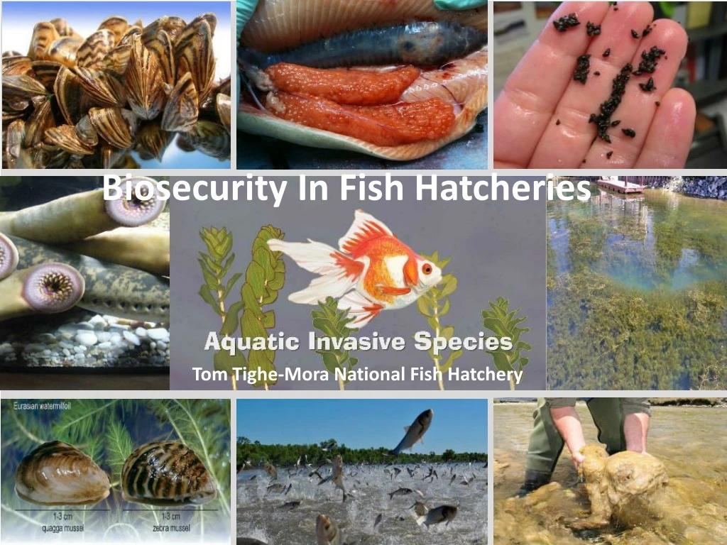 PPT - Biosecurity In Fish Hatcheries PowerPoint Presentation, free ...