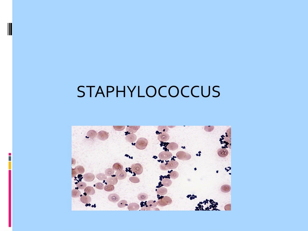 PPT - STAPHYLOCOCCUS PowerPoint Presentation, free download - ID:8996959
