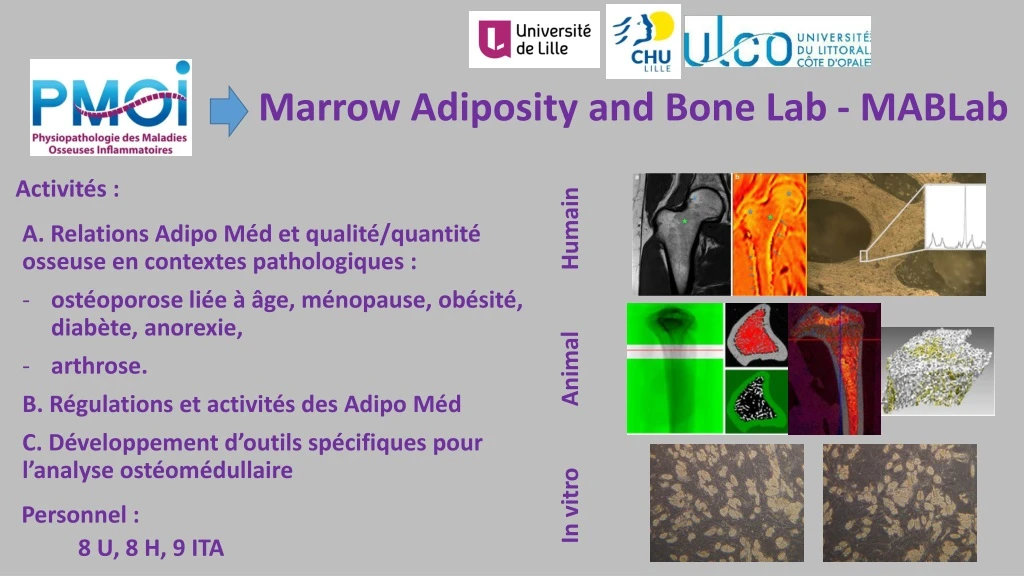 PPT - Marrow Adiposity and Bone Lab - MABLab PowerPoint Presentation ...