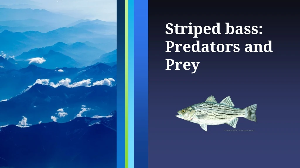 PPT - Striped bass : Predators and Prey PowerPoint Presentation, free ...