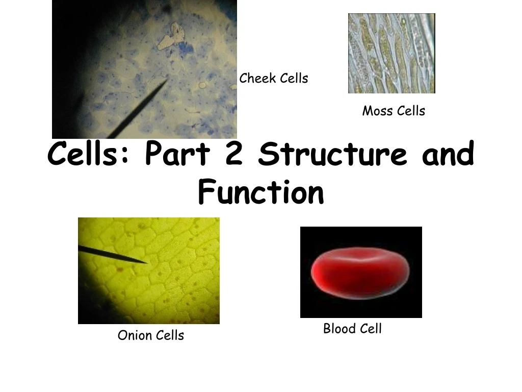 PPT - Cells: Part 2 Structure and Function PowerPoint Presentation ...
