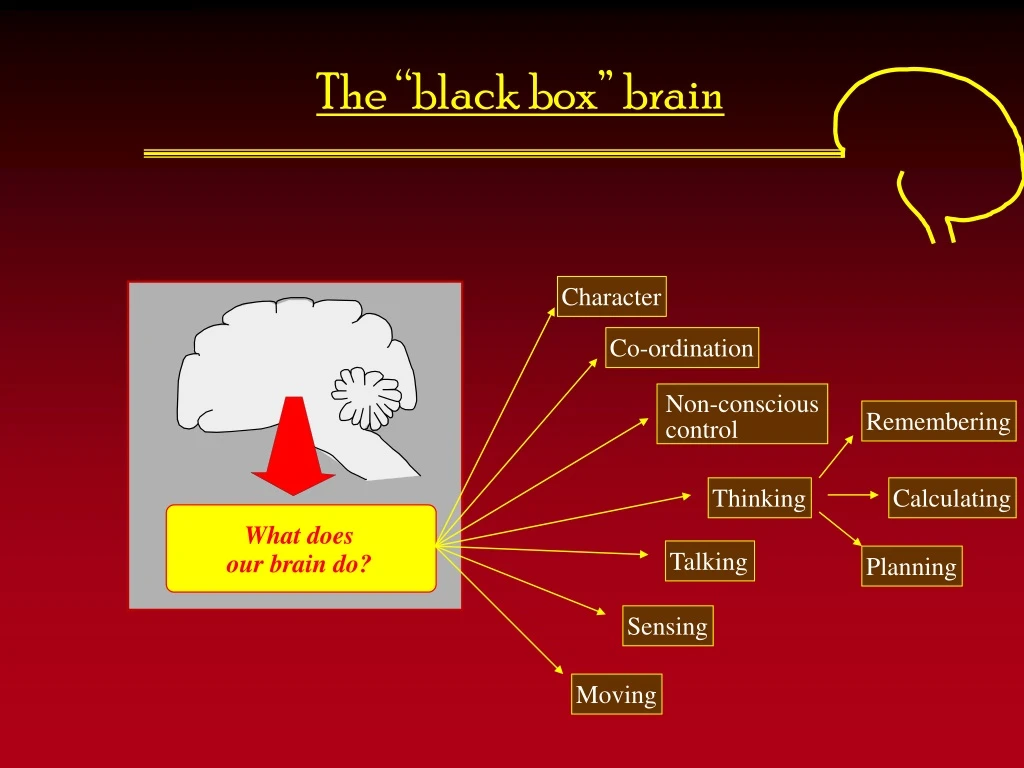 PPT - The “black box” brain PowerPoint Presentation, free download - ID ...