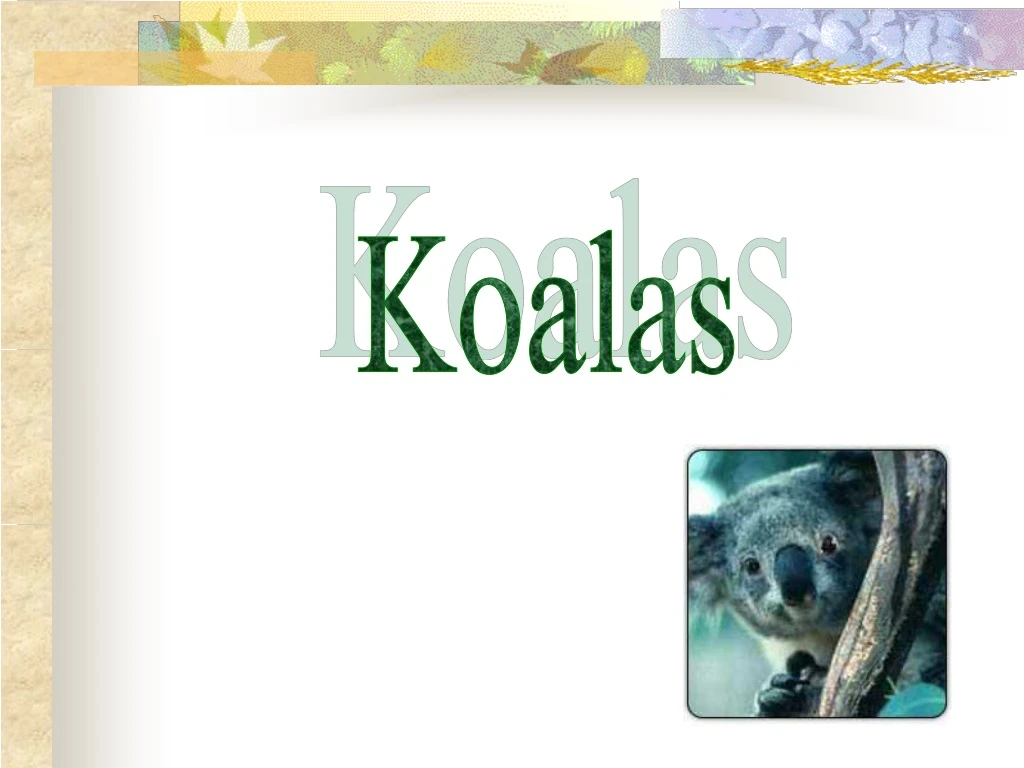 PPT - Koalas PowerPoint Presentation, free download - ID:9069165