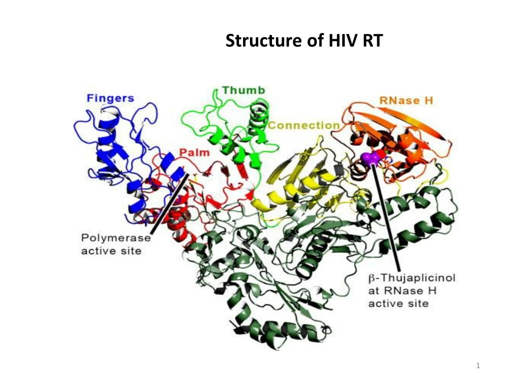 PPT - Structure of HIV RT PowerPoint Presentation, free download - ID ...