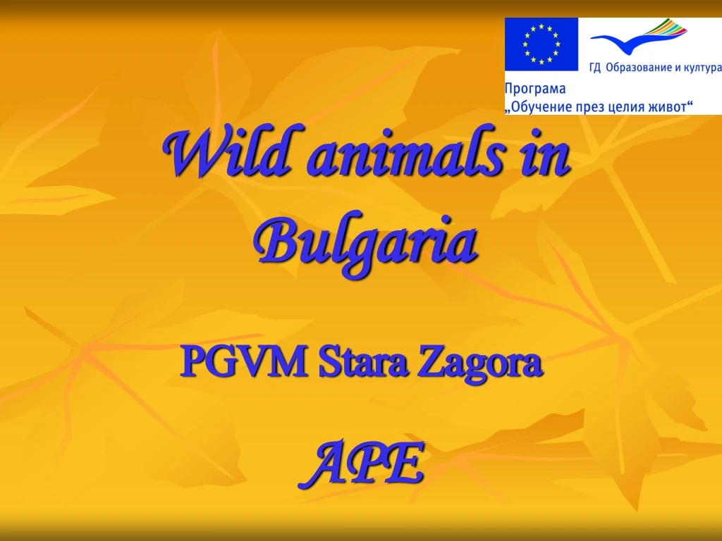 PPT - Wild animals in Bulgaria PowerPoint Presentation, free download ...