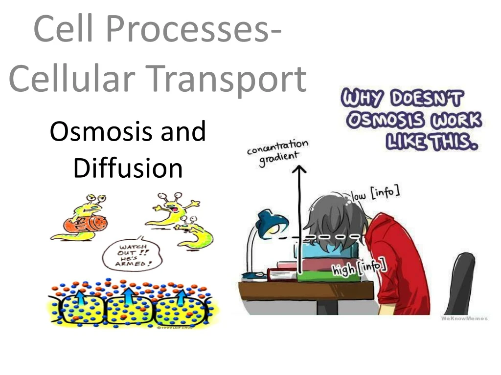 PPT - Osmosis and Diffusion PowerPoint Presentation, free download - ID ...