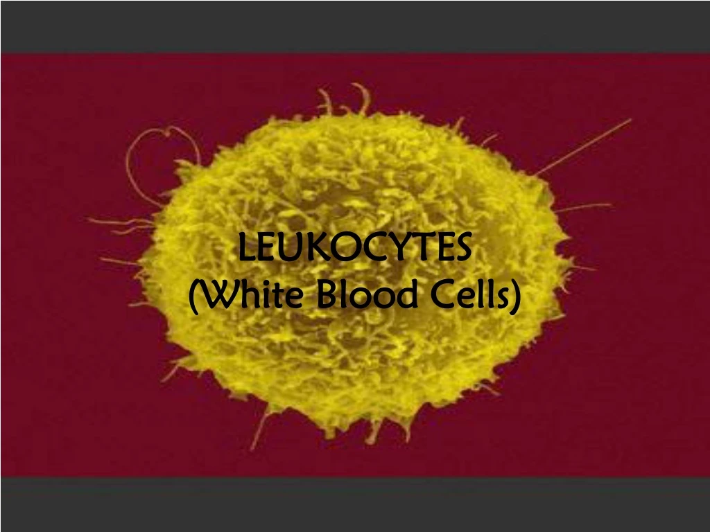 PPT - LEUKOCYTES (White Blood Cells) PowerPoint Presentation, free ...