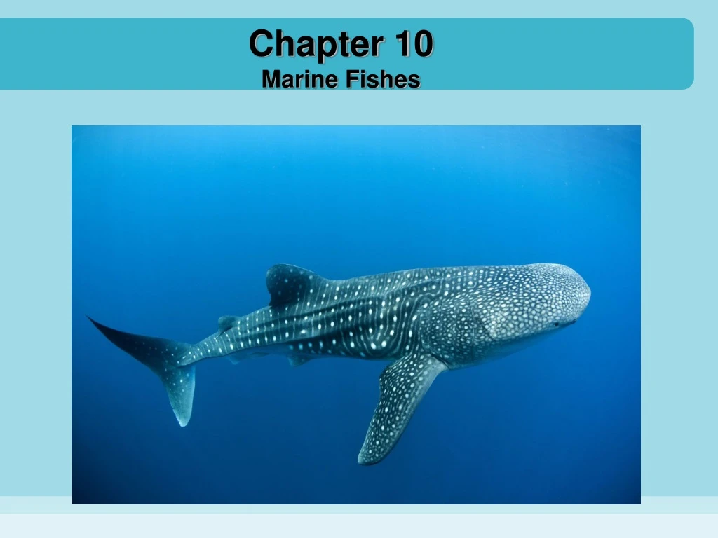 PPT - Chapter 10 Marine Fishes PowerPoint Presentation, free download ...