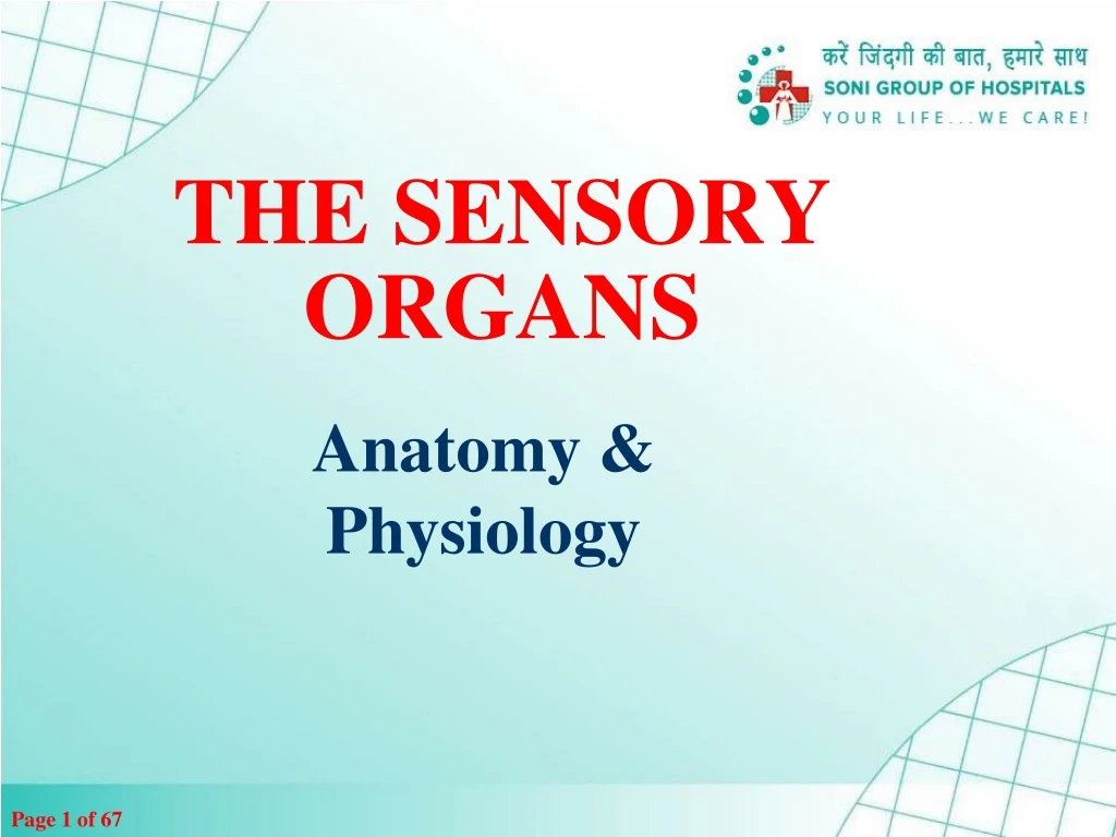 PPT - THE SENSORY ORGANS PowerPoint Presentation, free download - ID ...