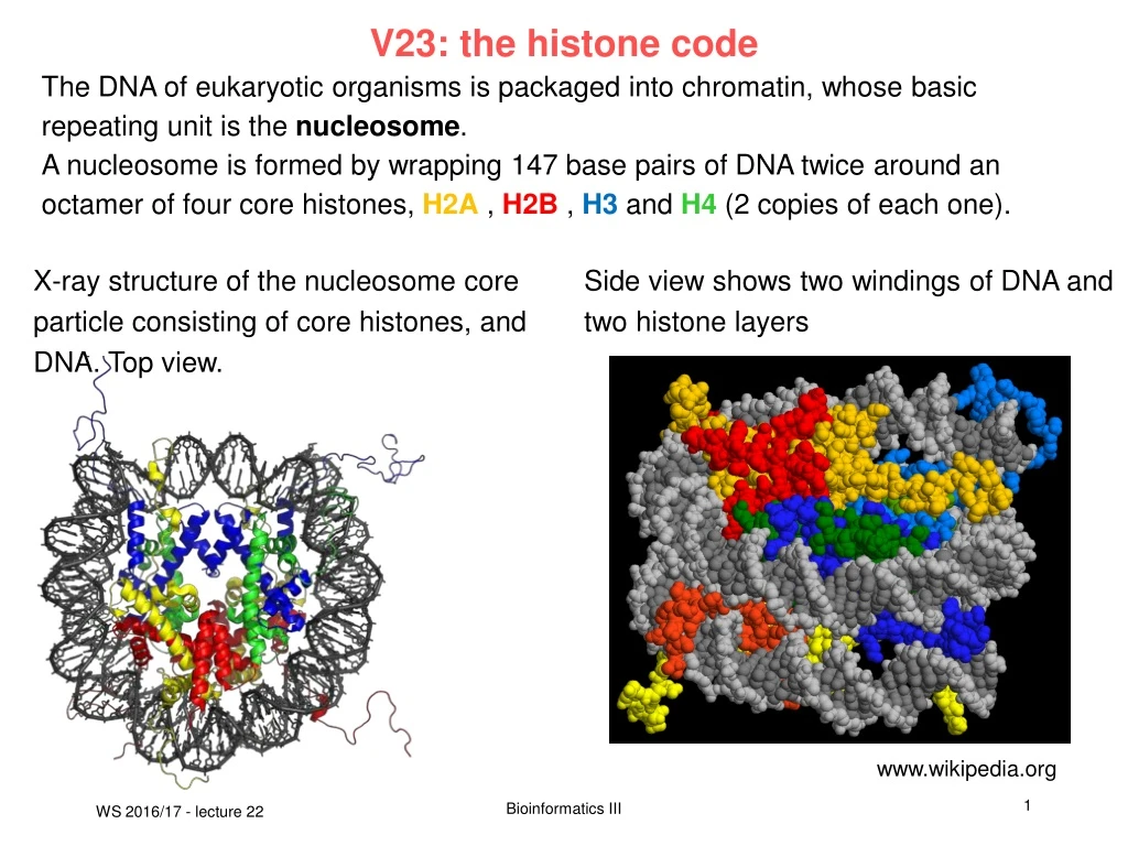 PPT - V23: the histone code PowerPoint Presentation, free download - ID ...