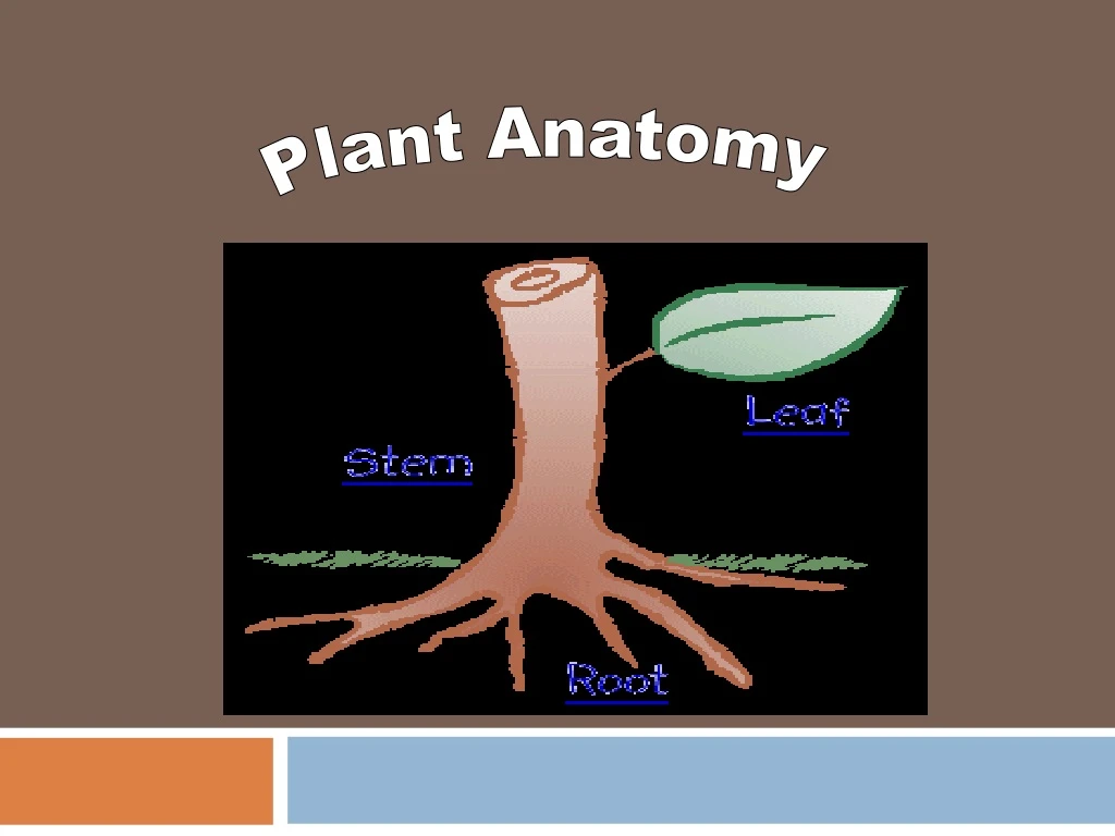 PPT - Plant Anatomy PowerPoint Presentation, free download - ID:9087840