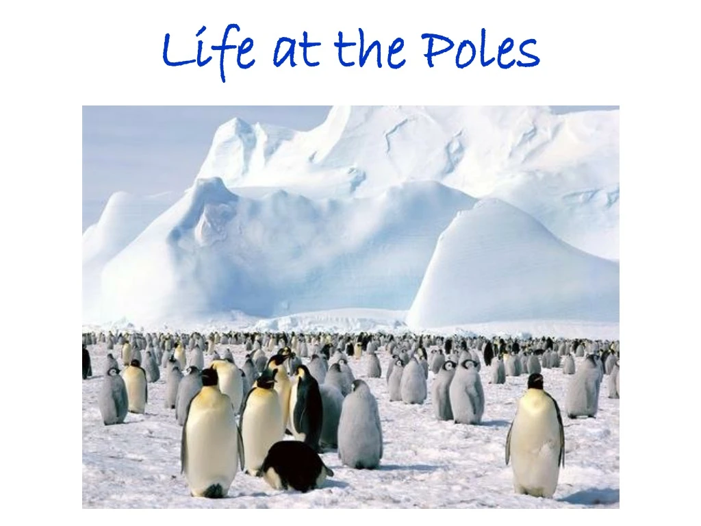 PPT - Life at the Poles PowerPoint Presentation, free download - ID:9089059