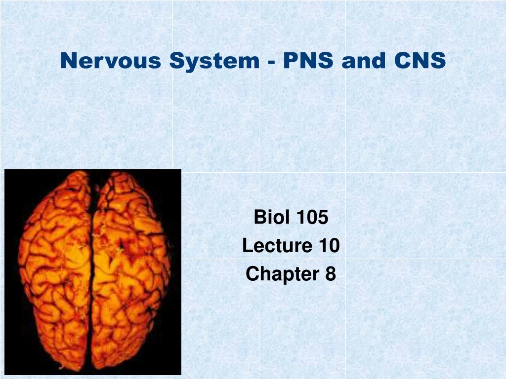 PPT - Nervous System - PNS and CNS PowerPoint Presentation, free ...