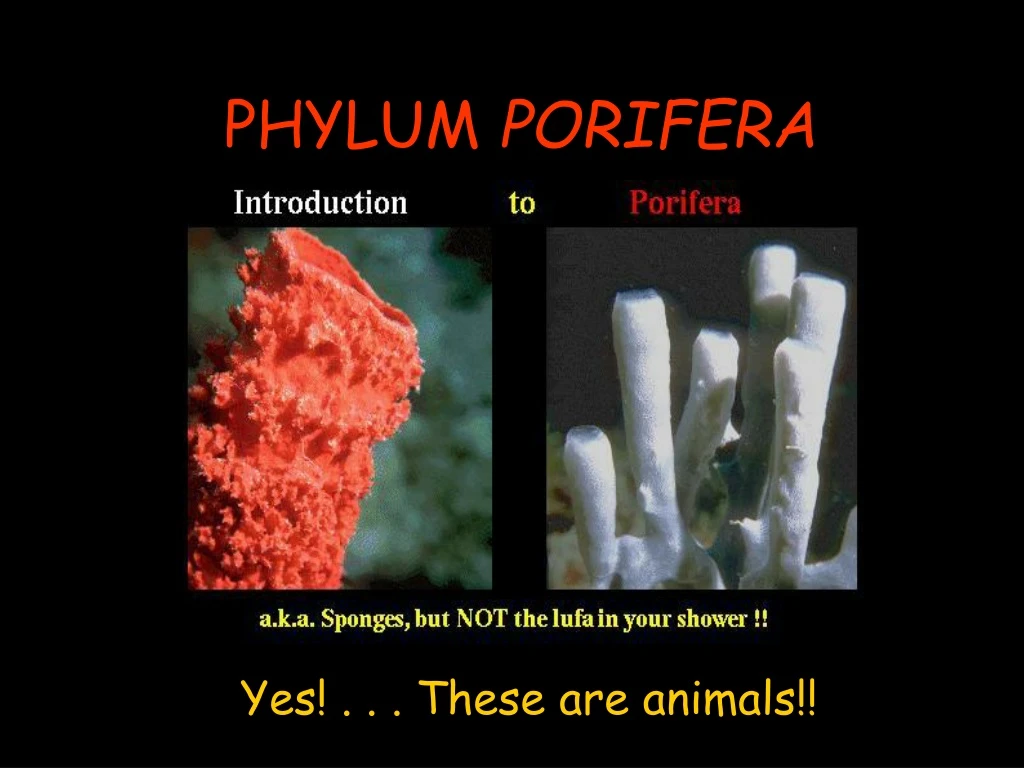 PPT - PHYLUM PORIFERA PowerPoint Presentation, free download - ID:9092264