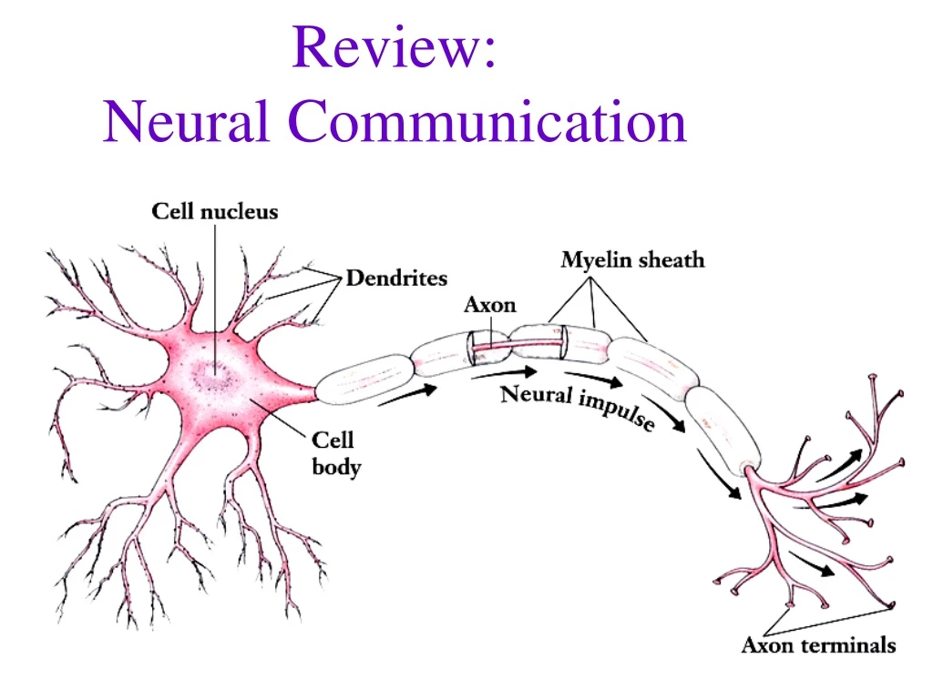 PPT - Review: Neural Communication PowerPoint Presentation, free ...