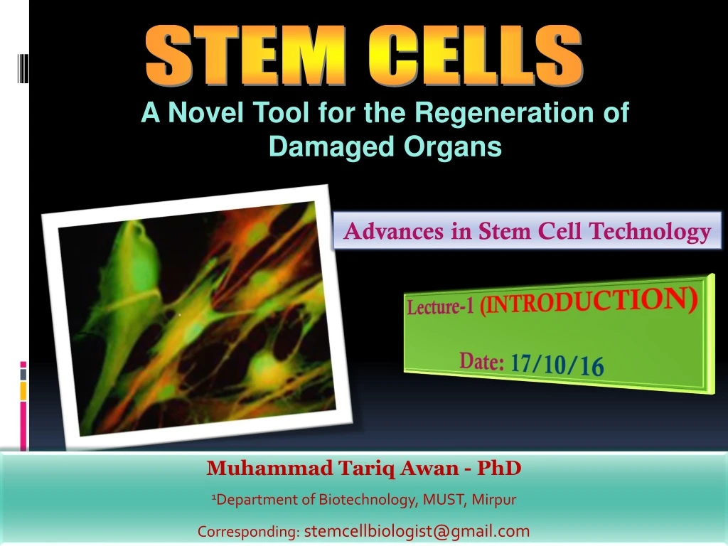 PPT - STEM CELLS PowerPoint Presentation, free download - ID:9097541