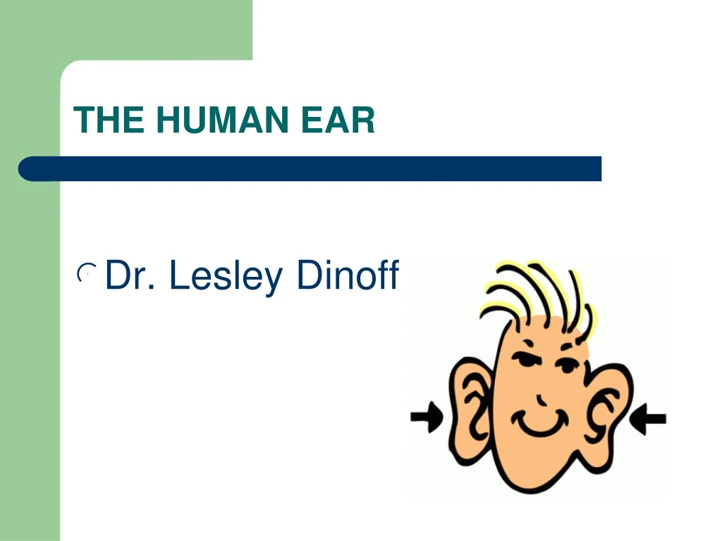 PPT - THE HUMAN EAR PowerPoint Presentation, free download - ID:9097833