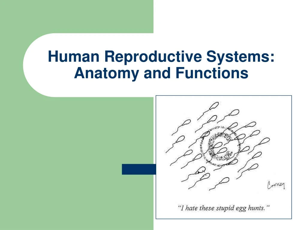 PPT - Human Reproductive Systems: Anatomy and Functions PowerPoint ...