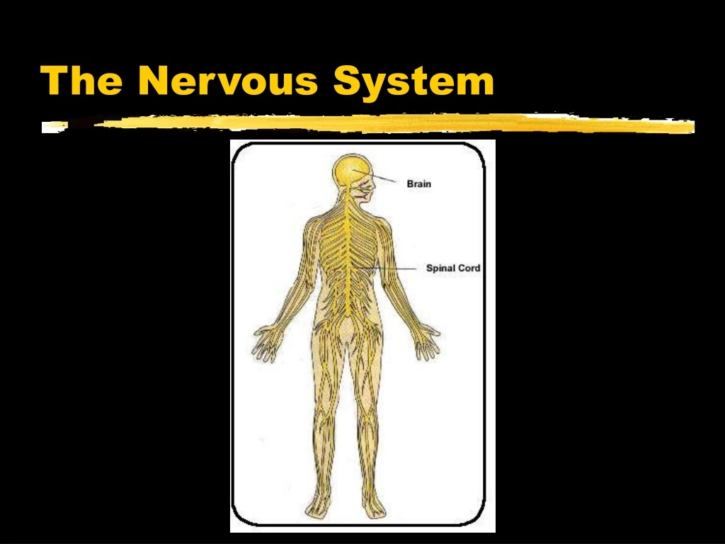 PPT - The Nervous System PowerPoint Presentation, free download - ID ...