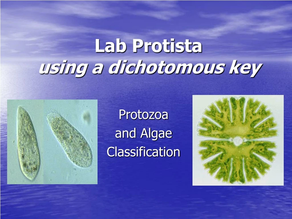 PPT - Lab Protista using a dichotomous key PowerPoint Presentation ...