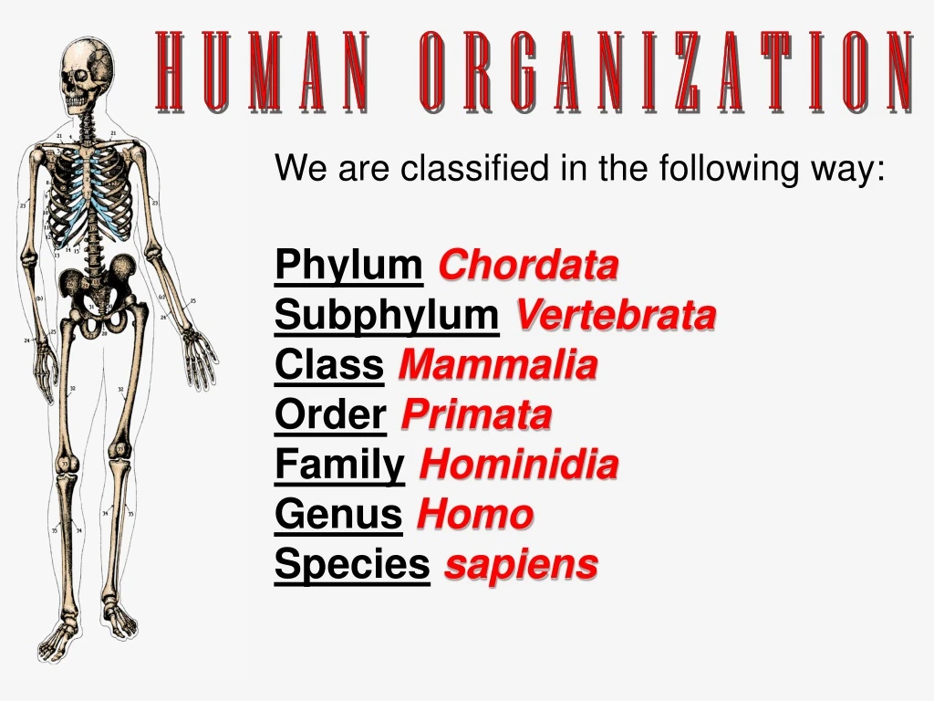 PPT - HUMAN ORGANIZATION PowerPoint Presentation, free download - ID ...