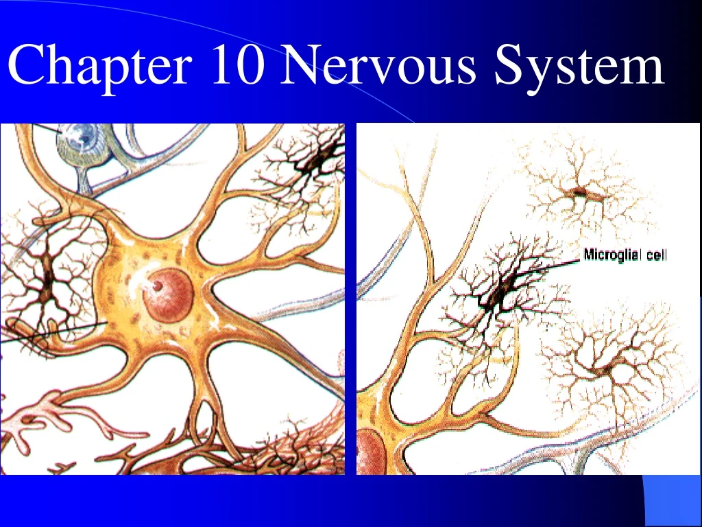 PPT - Chapter 10 Nervous System PowerPoint Presentation, free download ...