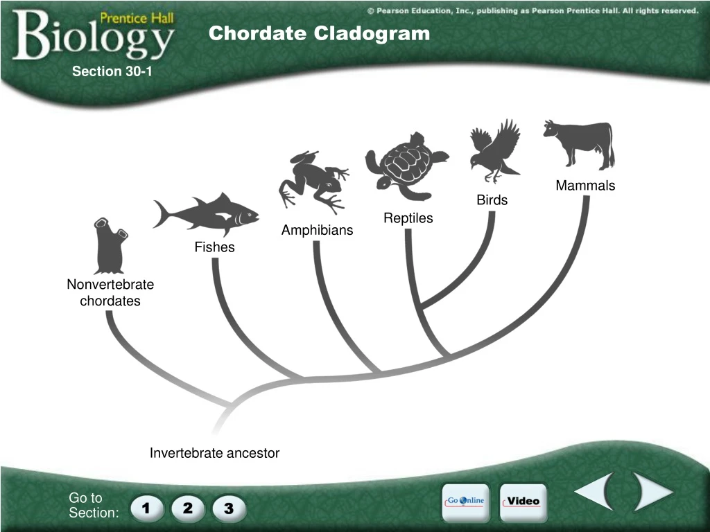 PPT - Chordate Cladogram PowerPoint Presentation, free download - ID ...