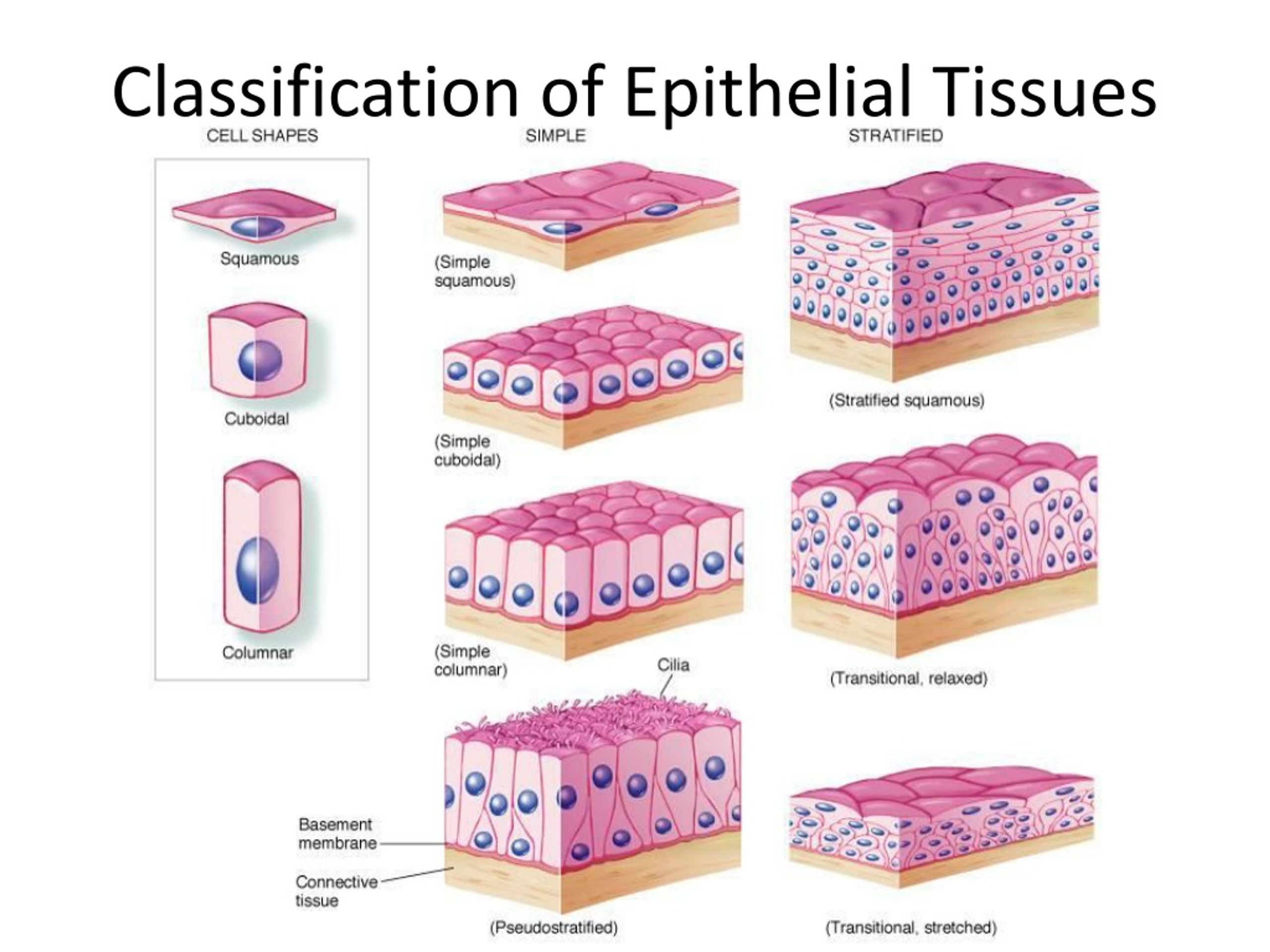 Ppt Tissues Introduction Epithelial Tissue Classification Glands My Ppt Tissues Introduction Epithelial Tissue Classification Glands My
