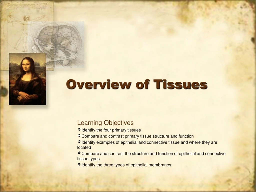 PPT - Overview of Tissues PowerPoint Presentation, free download - ID ...