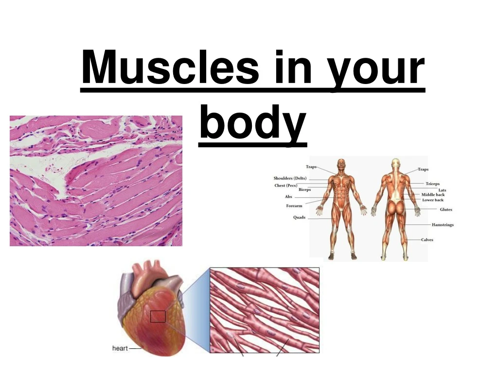 PPT - Muscles in your body PowerPoint Presentation, free download - ID ...