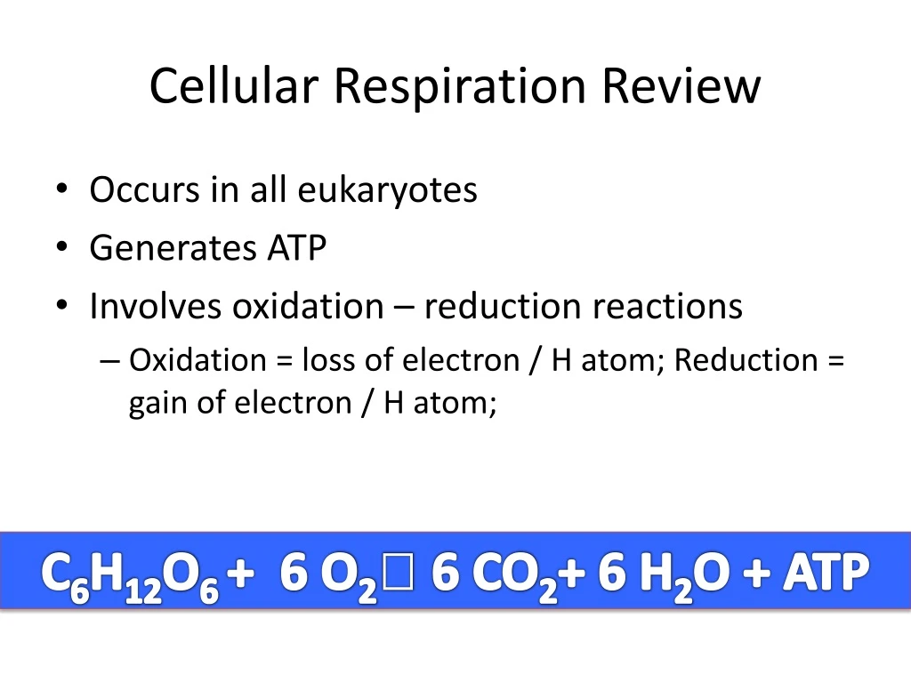 PPT - Cellular Respiration Review PowerPoint Presentation, free ...